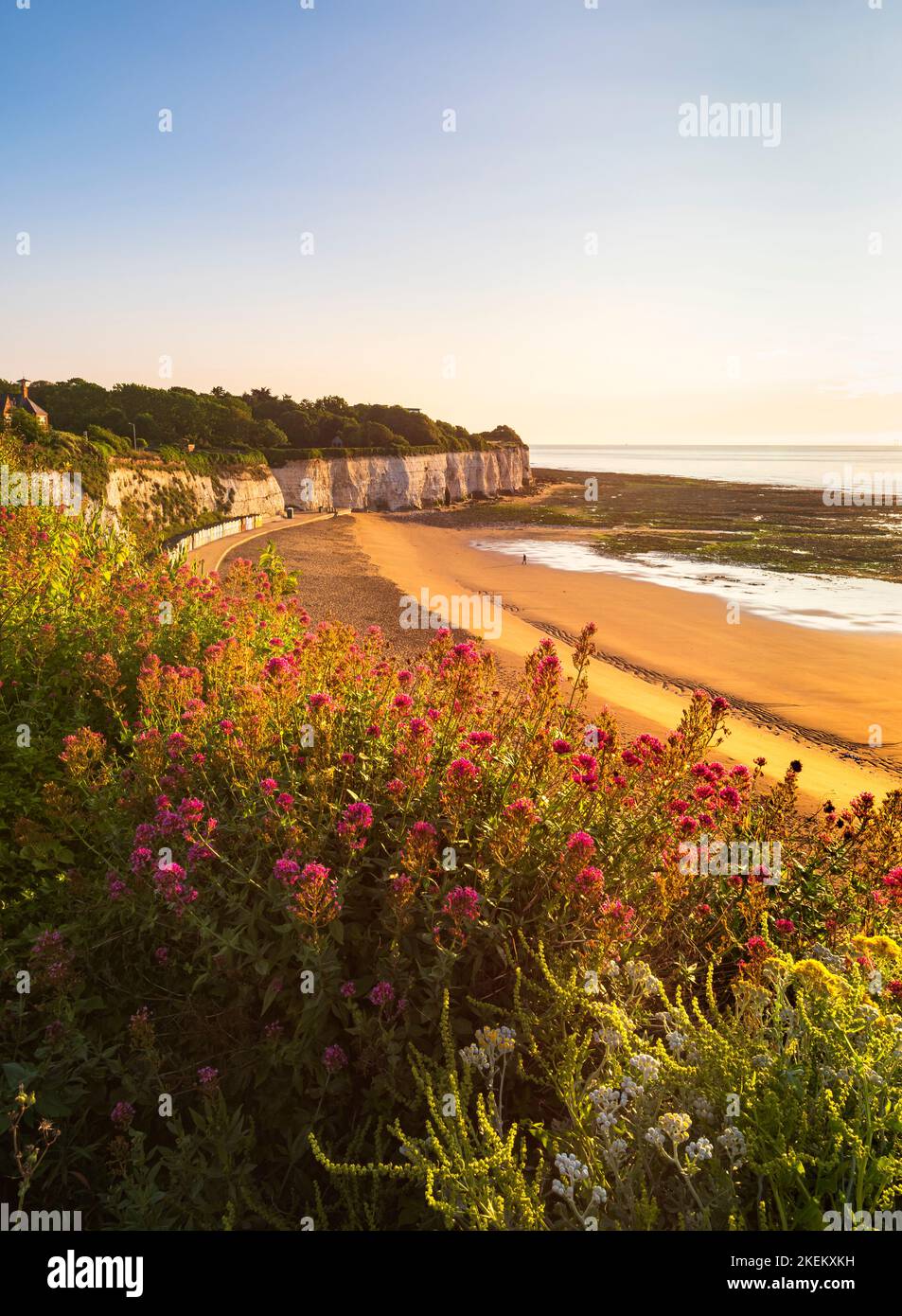 Wildflowers atop the cliffs at Stone Bay, Broadstairs, Kent Stock Photo ...