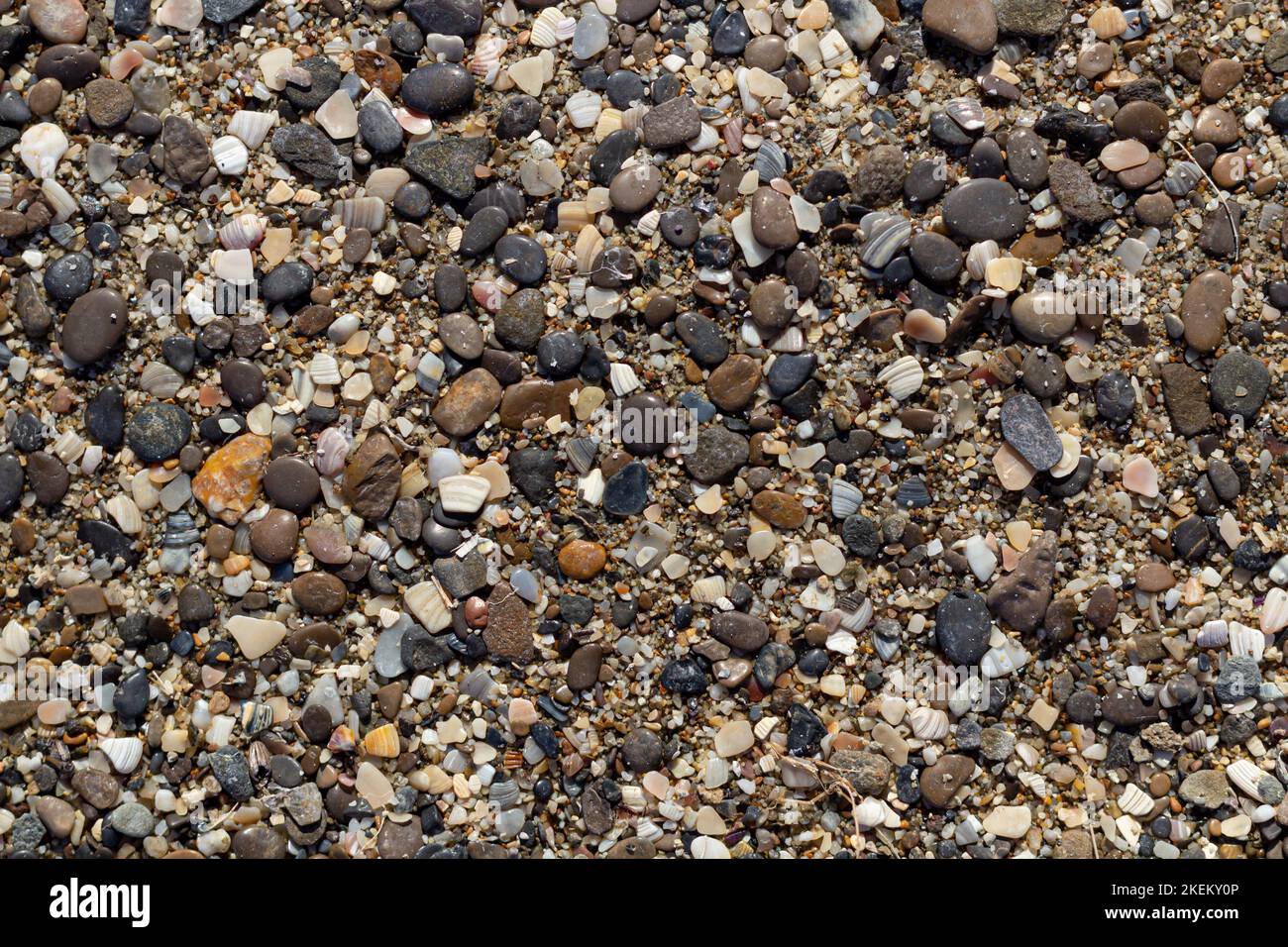 Dutch beach with many beautiful shells on sea pebbles. textured ...