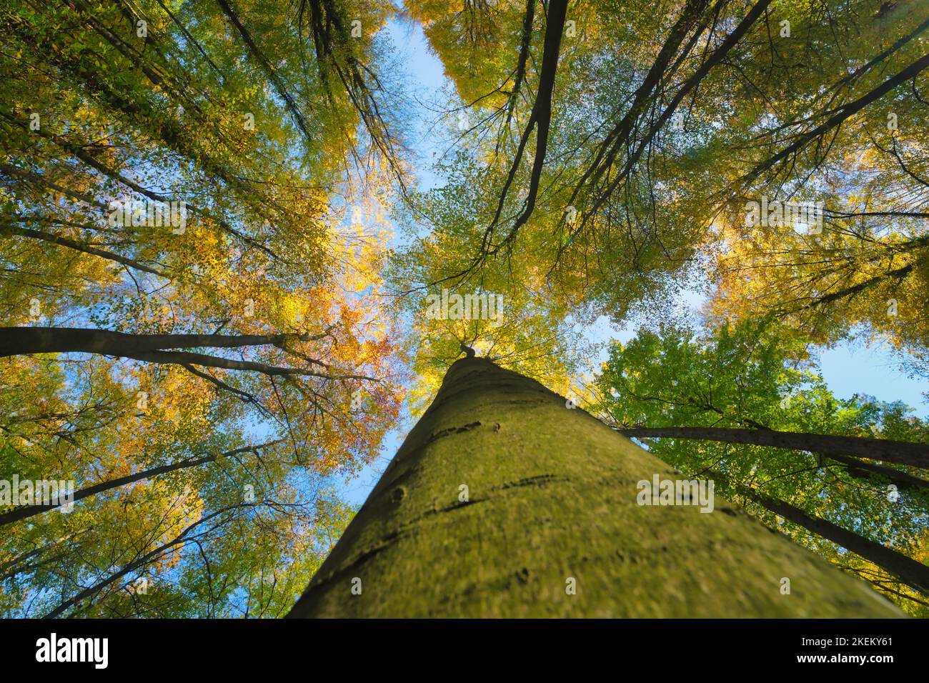 Bottom up view golden trees hi-res stock photography and images - Alamy