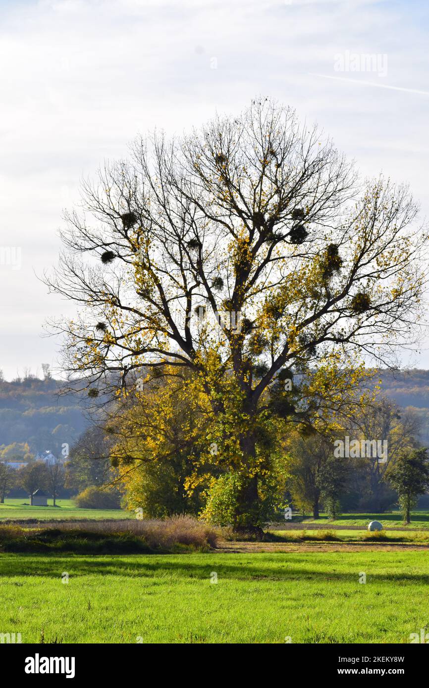 autumn tree with mistletoes Stock Photo - Alamy