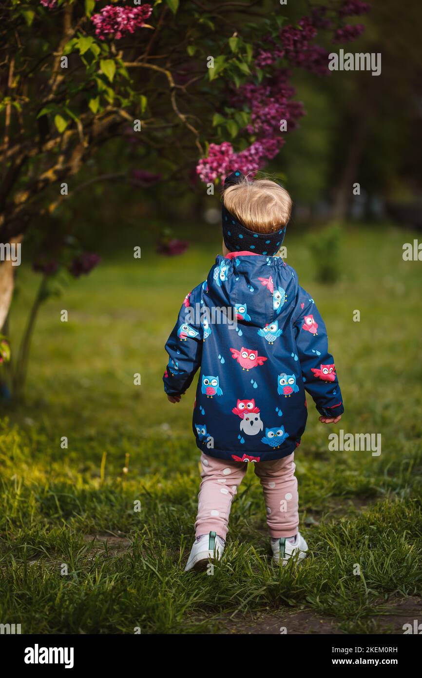 A little girl stands near a lush bush of lilacs, she smiles and sniffs ...