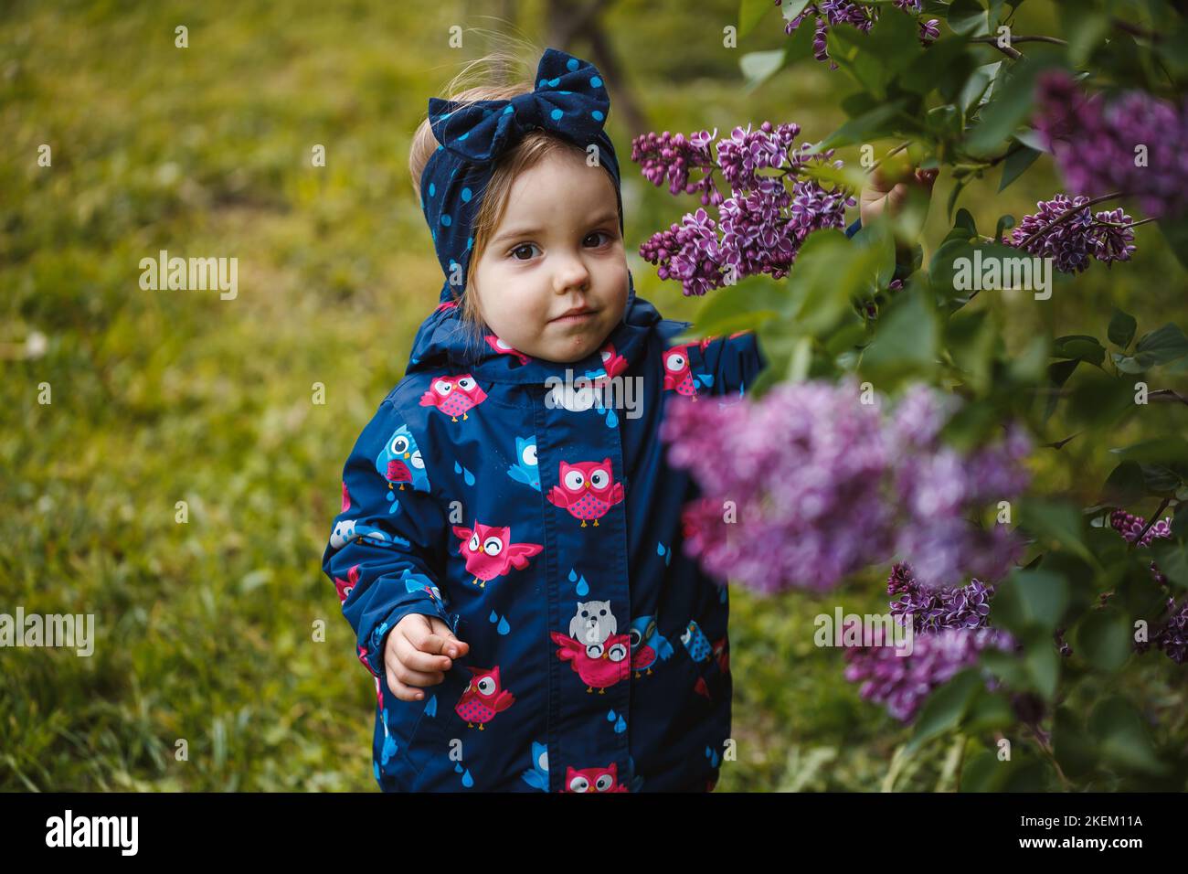 A little girl stands near a lush bush of lilacs, she smiles and sniffs ...