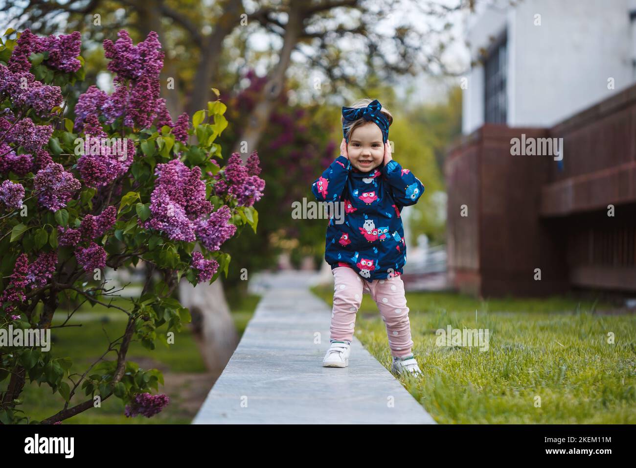 A little girl stands near a lush bush of lilacs, she smiles and sniffs ...