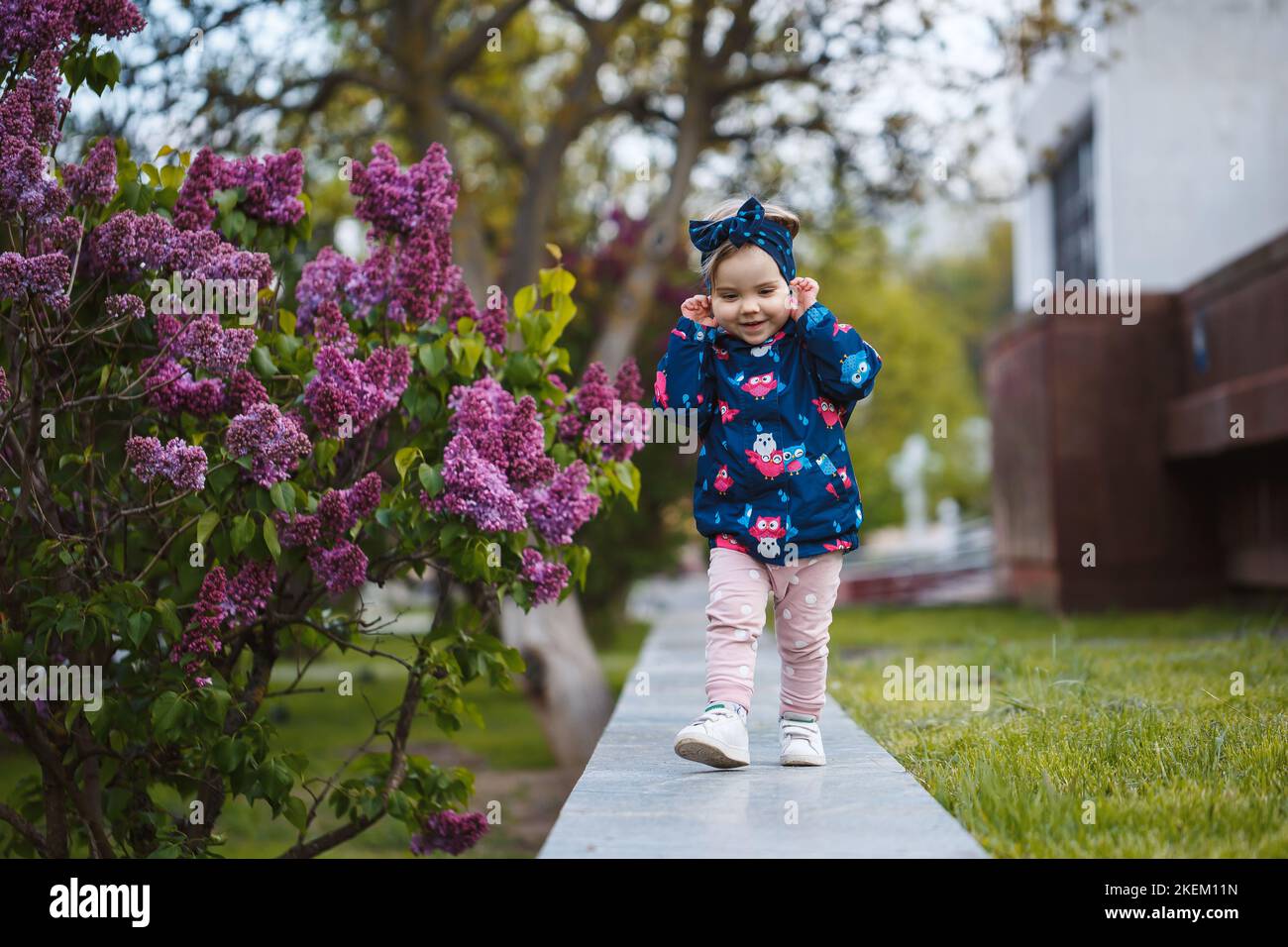 A little girl stands near a lush bush of lilacs, she smiles and sniffs ...