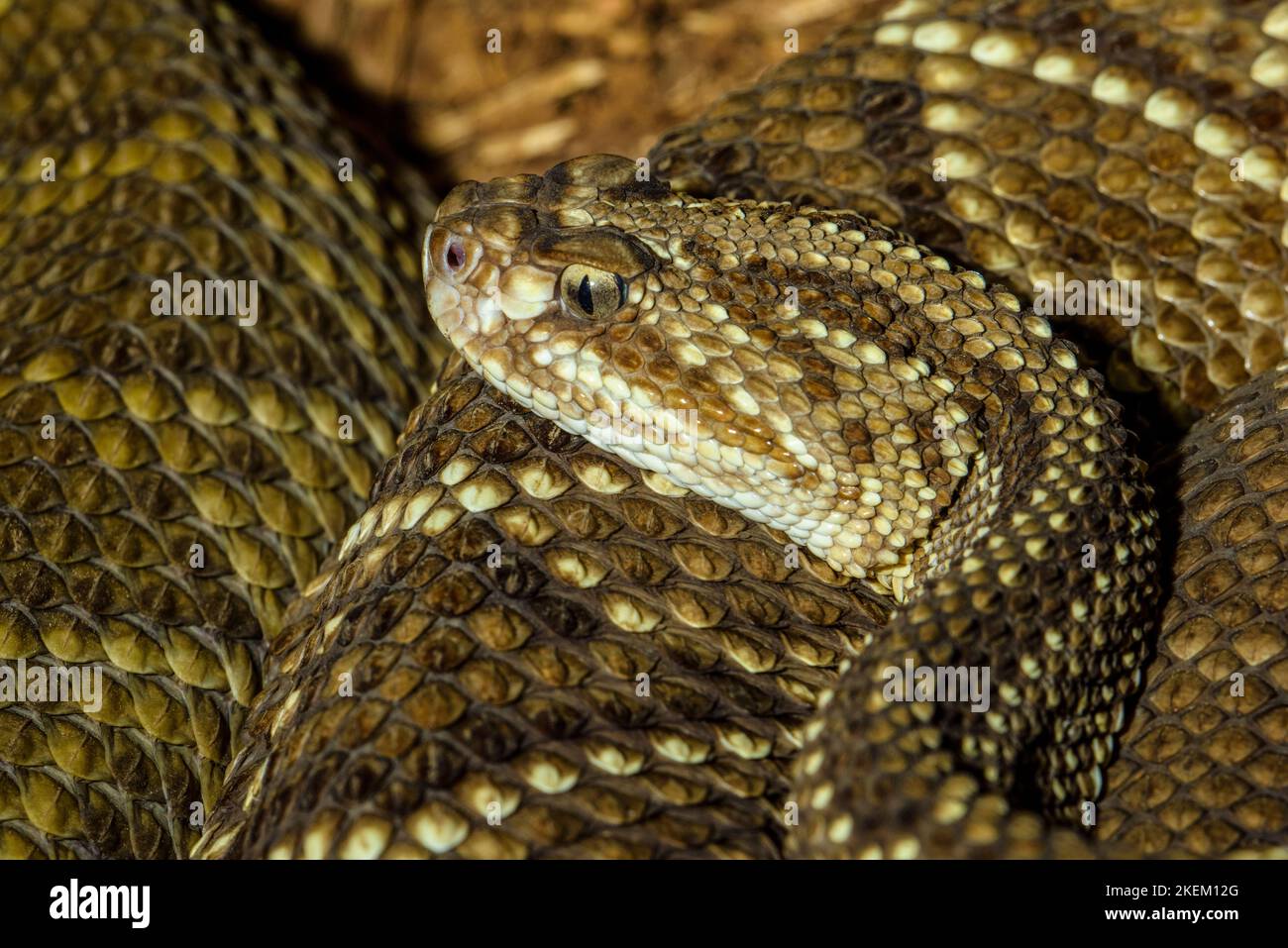 Neotropical rattlesnake (Crotalus durissus) Captive. Native to Central ...