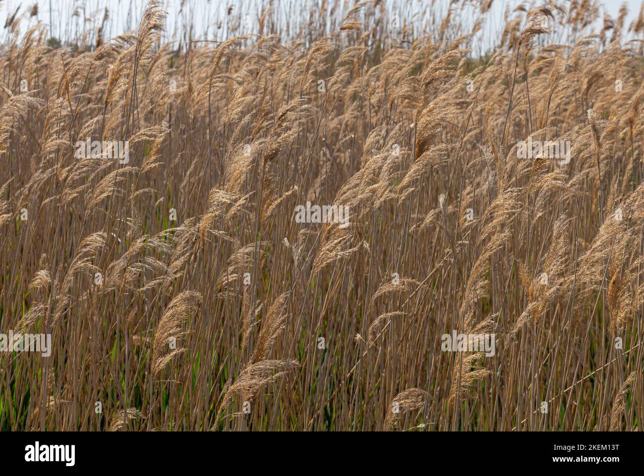 Common reed, Dry reeds, blue sky, (Phragmites australis Stock Photo - Alamy