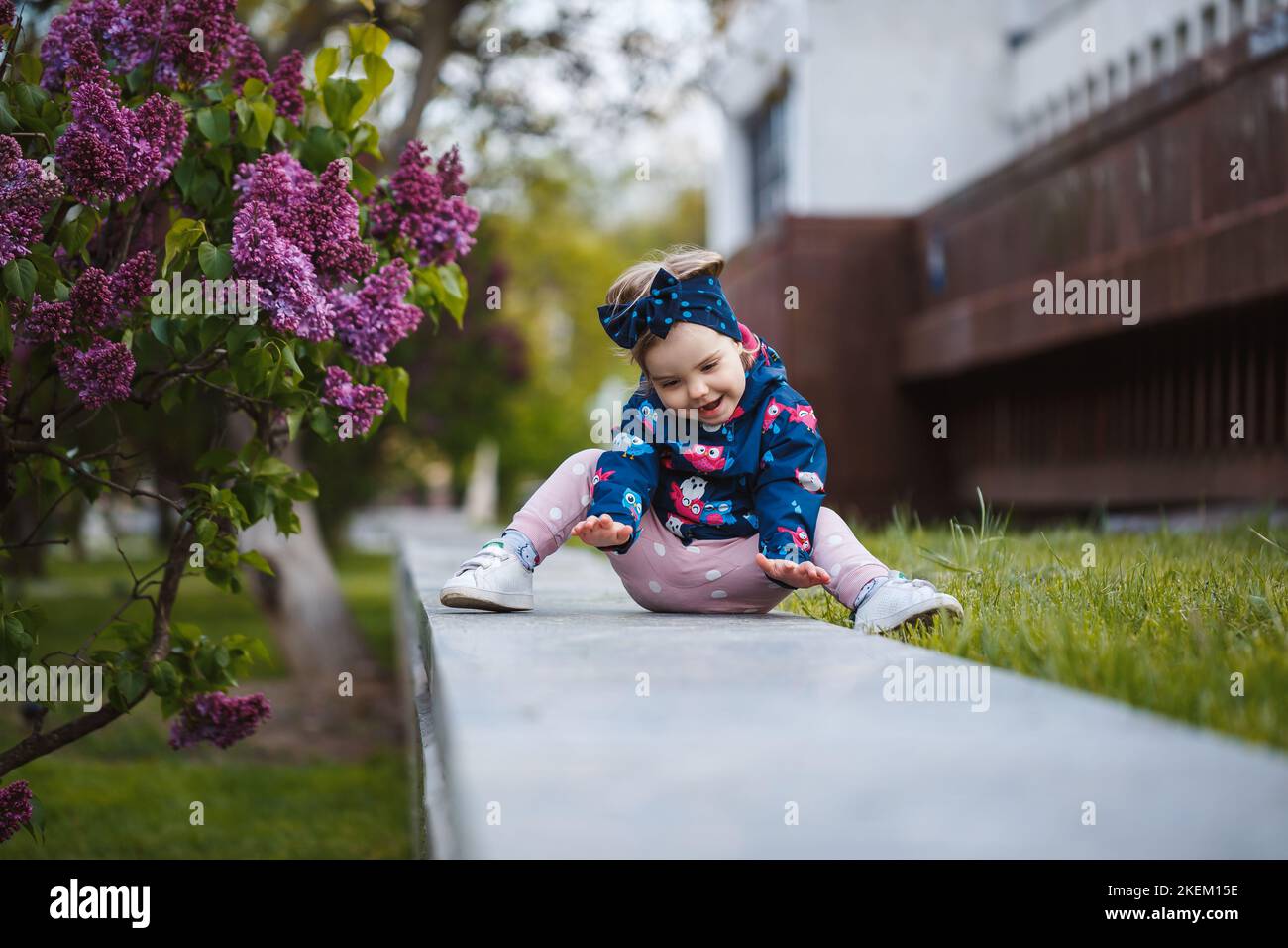 A little girl stands near a lush bush of lilacs, she smiles and sniffs ...