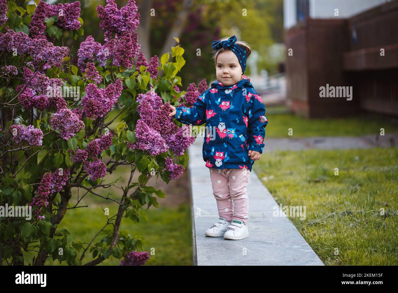 A little girl stands near a lush bush of lilacs, she smiles and sniffs ...