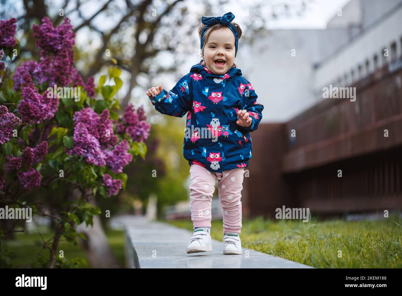 A little girl stands near a lush bush of lilacs, she smiles and sniffs ...