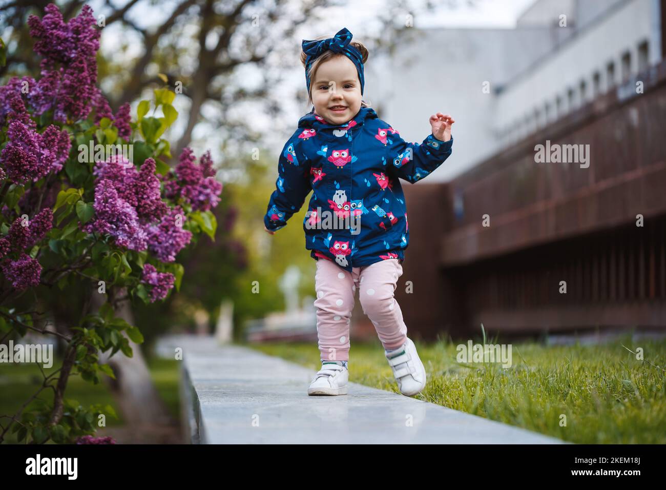 A little girl stands near a lush bush of lilacs, she smiles and sniffs ...