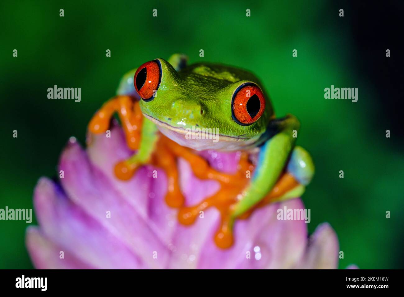 Red-eyed Tree Frog (Agalychnis callidryas) Captive. Native to ...