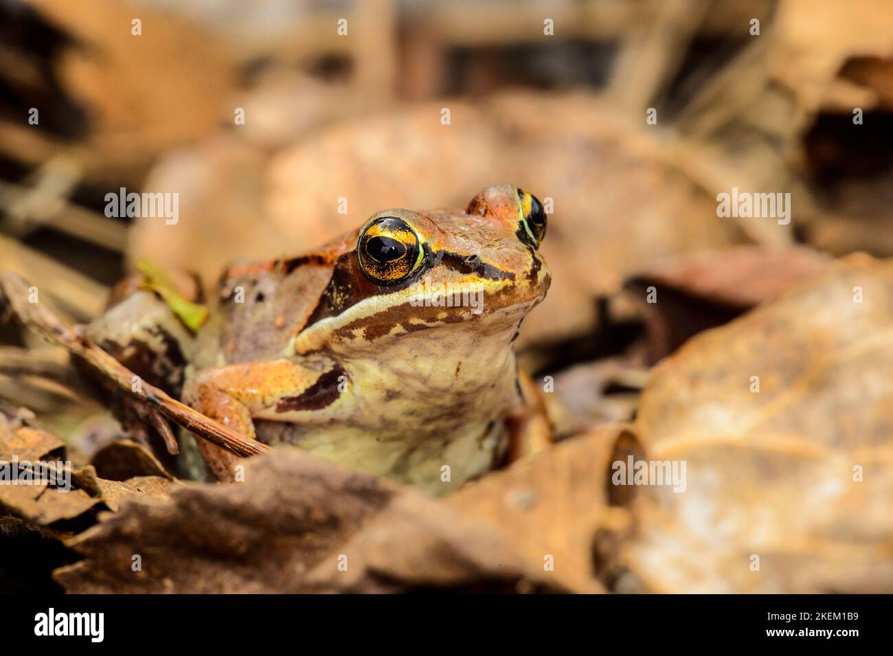 Wood frog (Lithobates sylvaticus or Rana sylvatica), Greater Sudbury ...