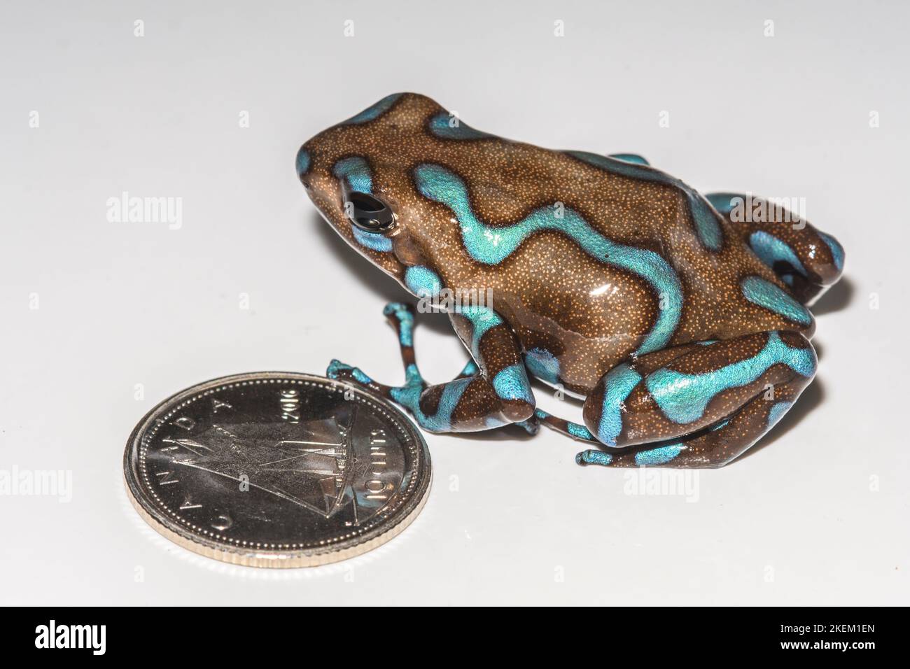 Dendrobates auratus "blue and bronze", Captive raised, Understory ...