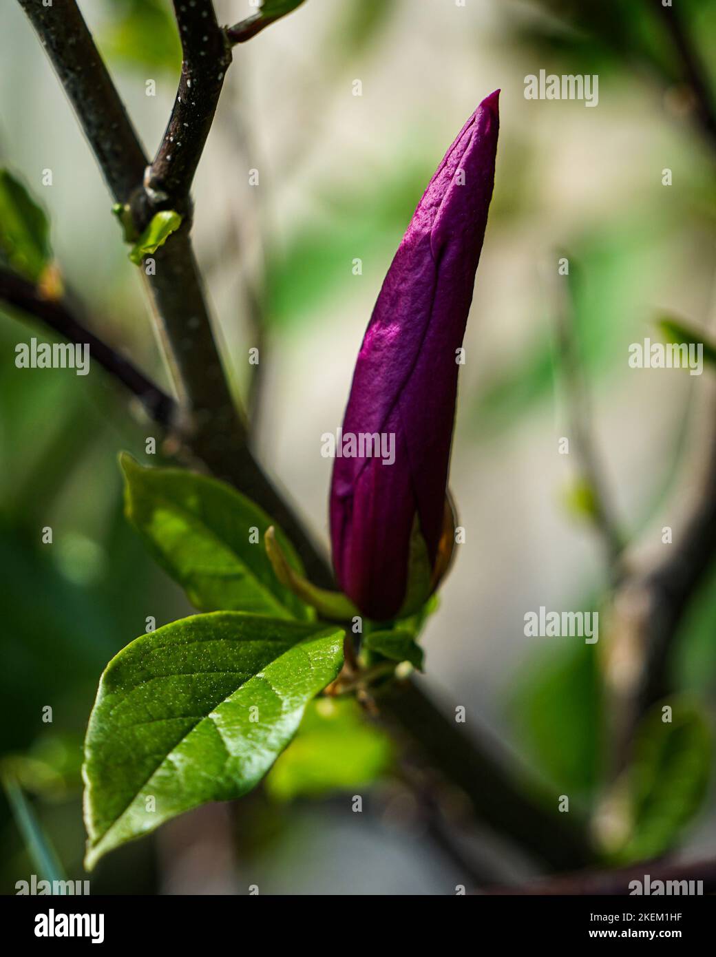 A vertical shot of a purple flower bud on a tree Stock Photo - Alamy
