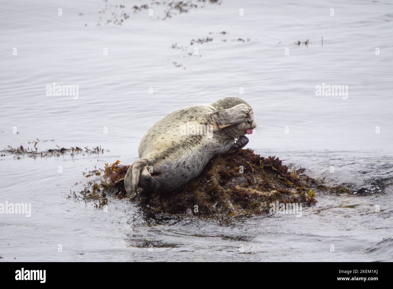 Cute Seal hiding its face while the tounge is sticking out Stock Photo ...