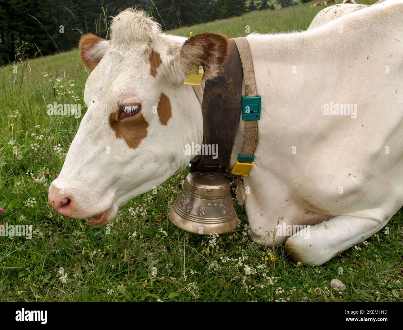 Portrait of a cow with a cowbell in a blooming meadow Stock Photo - Alamy