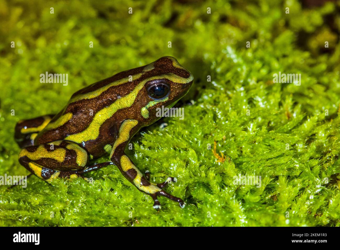 Dendrobates auratus "Tobago", Captive raised, Understory Enterprises ...