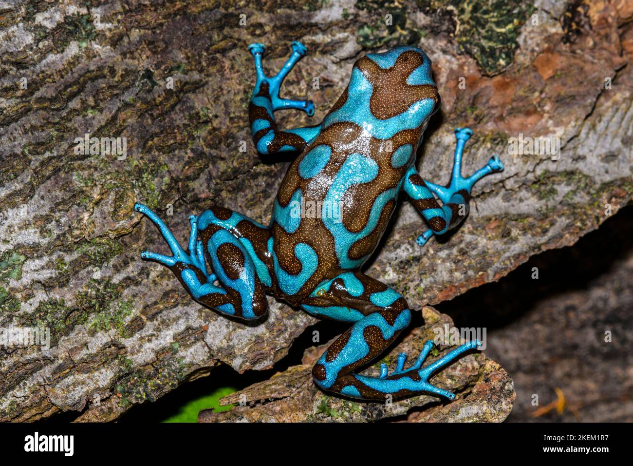 Dendrobates auratus "blue and bronze", Captive raised, Understory ...