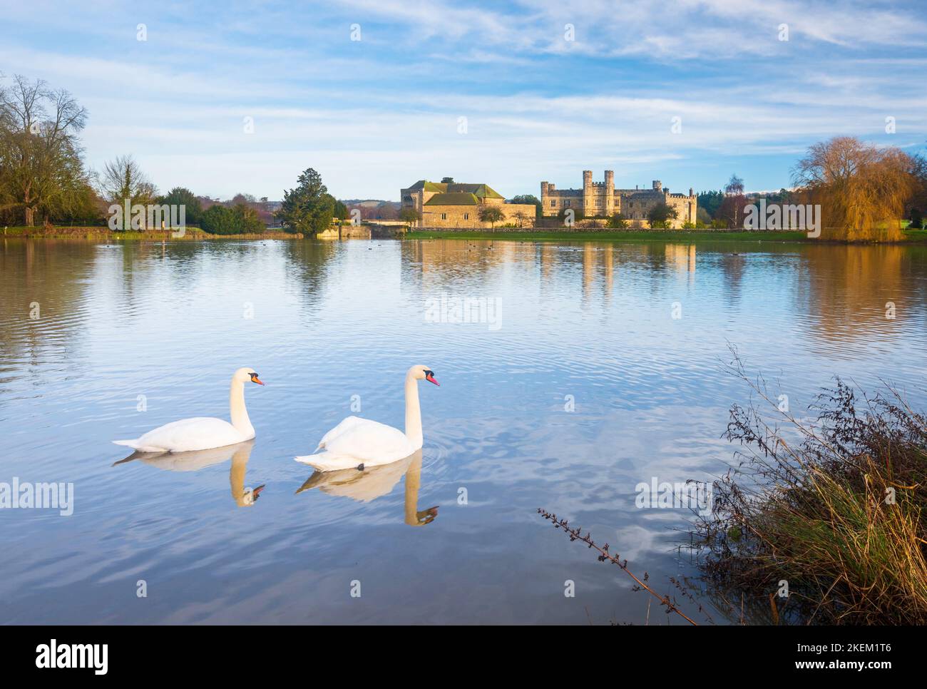 Swans on the Great Water, a lake in the grounds of Leeds Castle in Kent ...