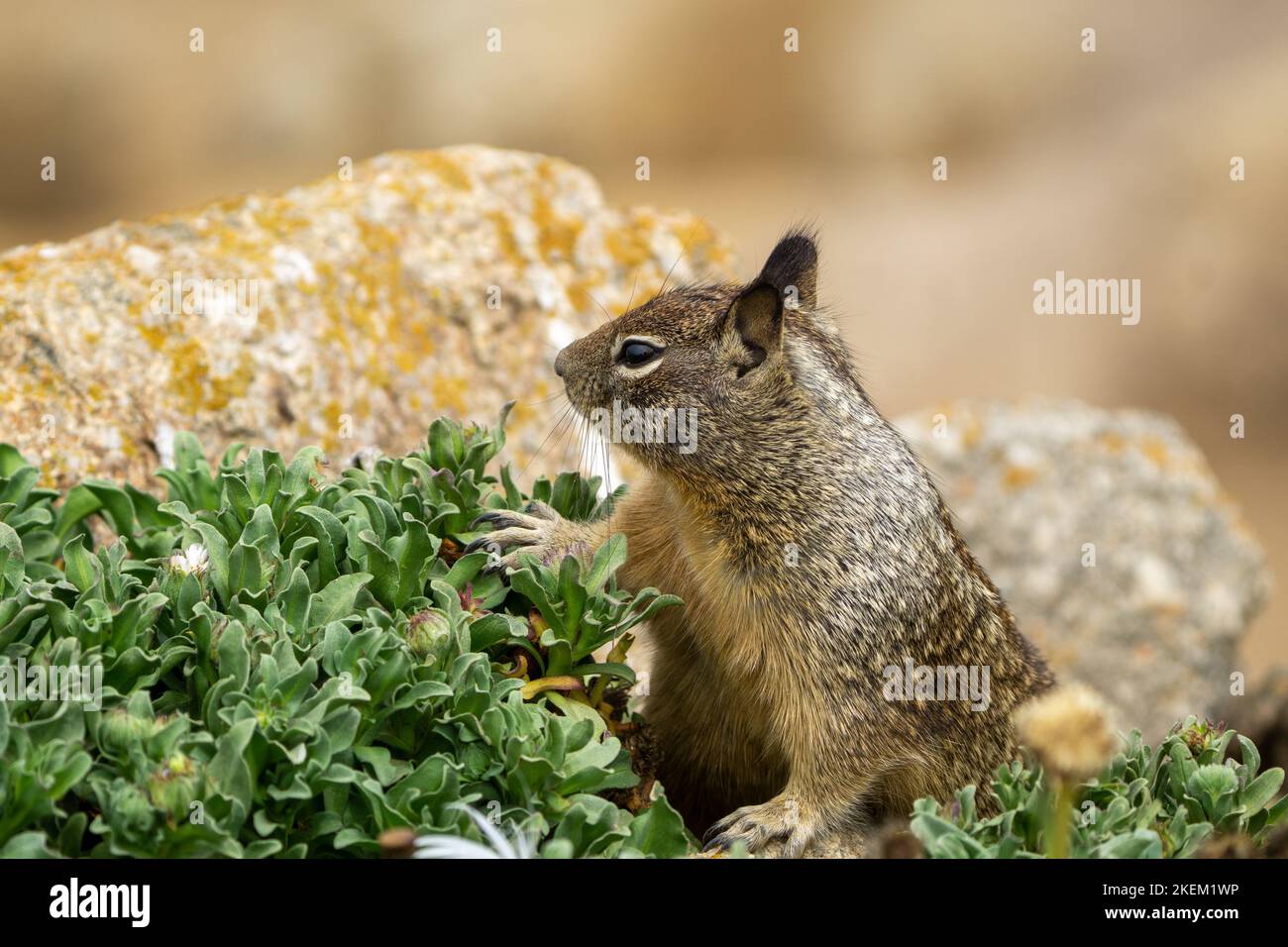 Adorable arctic ground squirrel hi-res stock photography and images - Alamy