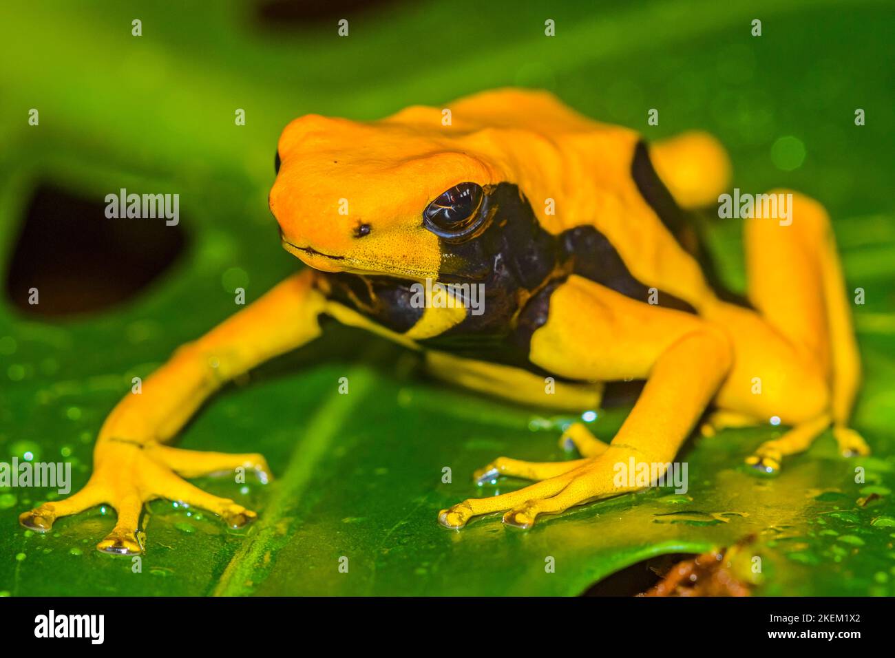 Dendrobates tinctorius "mount matecko", Captive raised, Understory ...