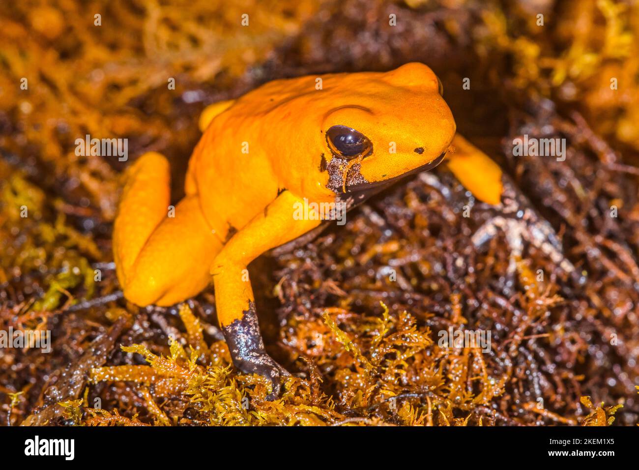 Golden poison frog (Phyllobates terribilis) "Orange black foot ...
