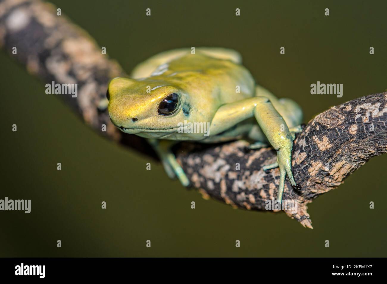 Mint green poison frog (Phyllobates terribilis), Captive raised ...