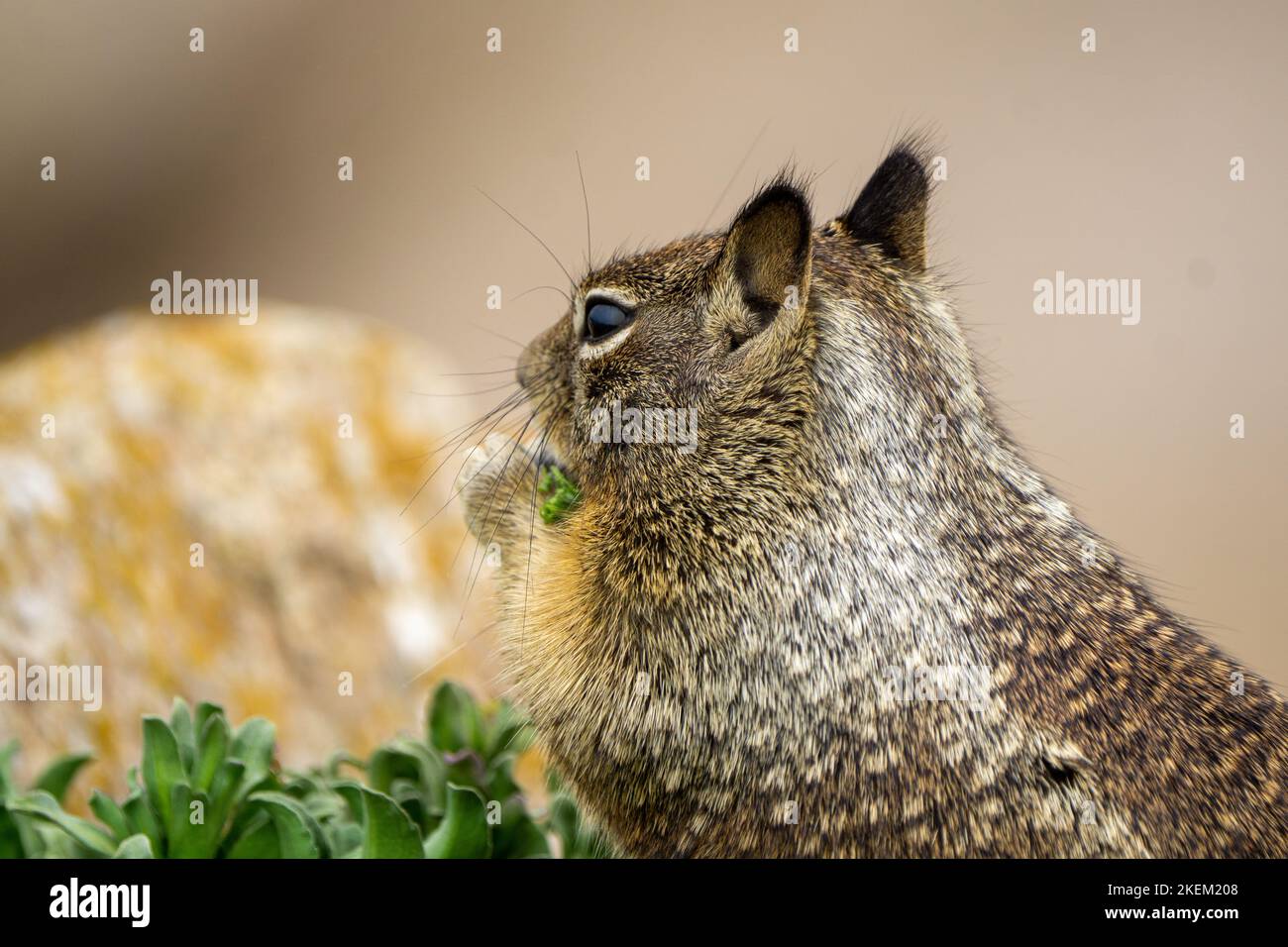 California ground squirrel holding a leaf in its paws at 17 Mile Drive ...
