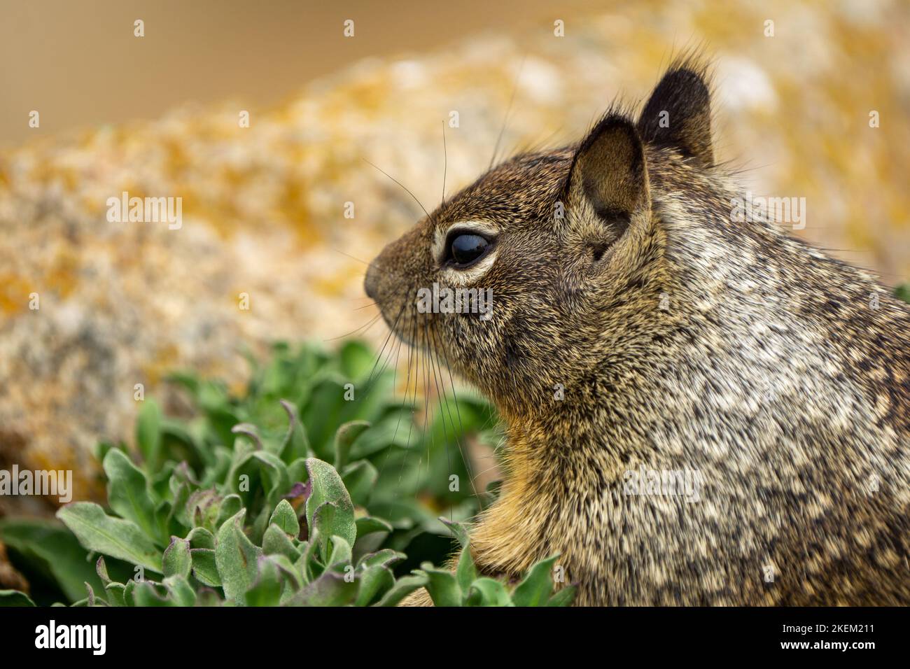 Adorable arctic ground squirrel hi-res stock photography and images - Alamy