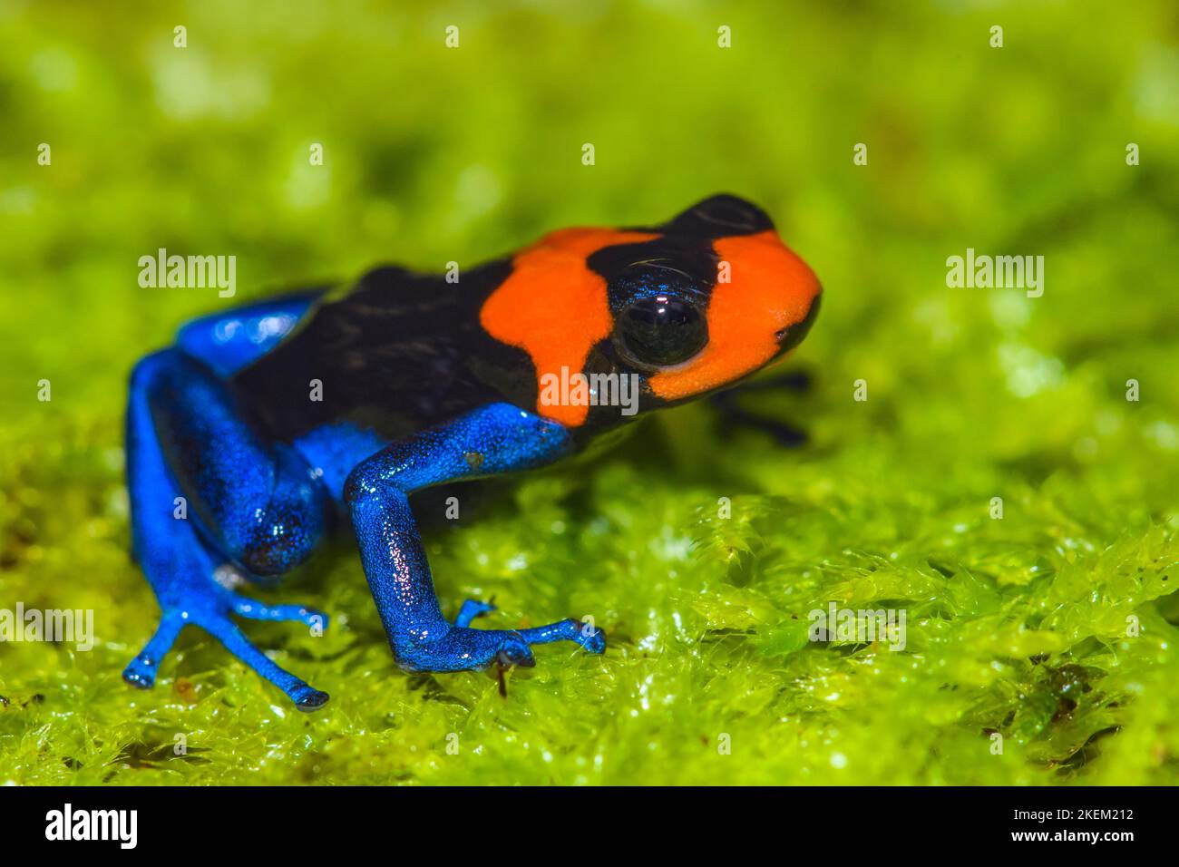 Pampa hermosa hi-res stock photography and images - Alamy