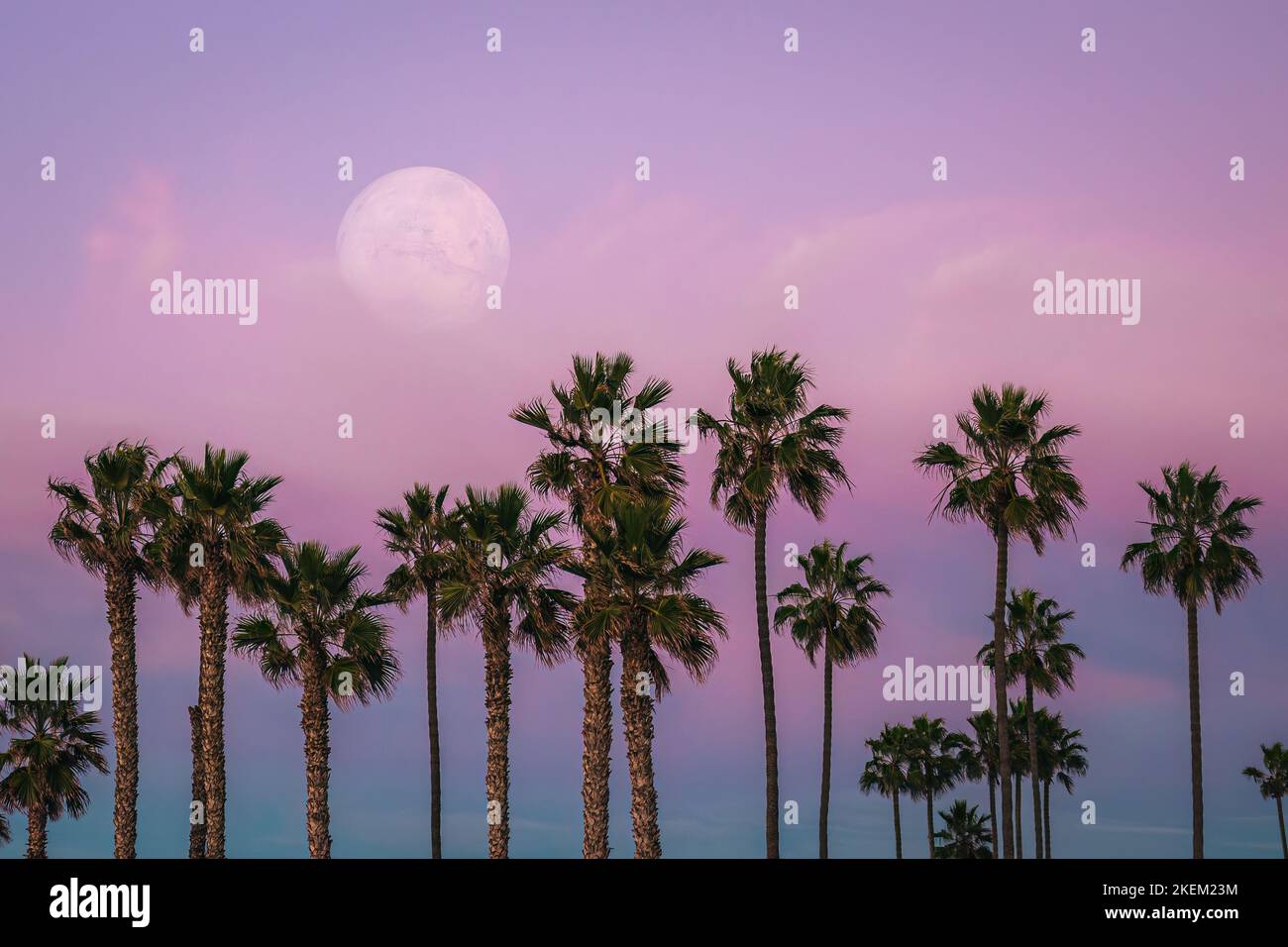 Beautiful beach full palm trees hi-res stock photography and images - Alamy