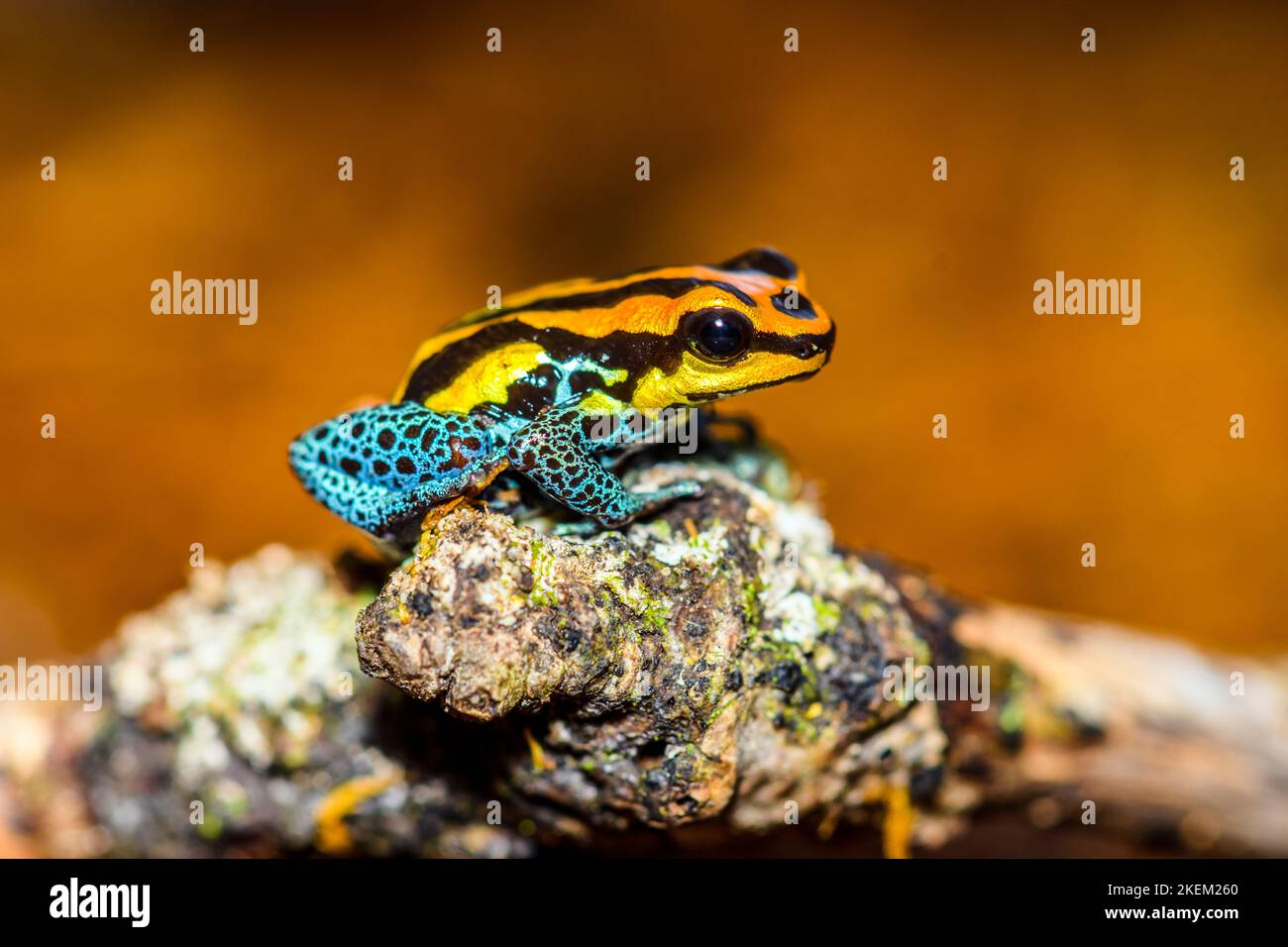 Splashback hi-res stock photography and images - Alamy