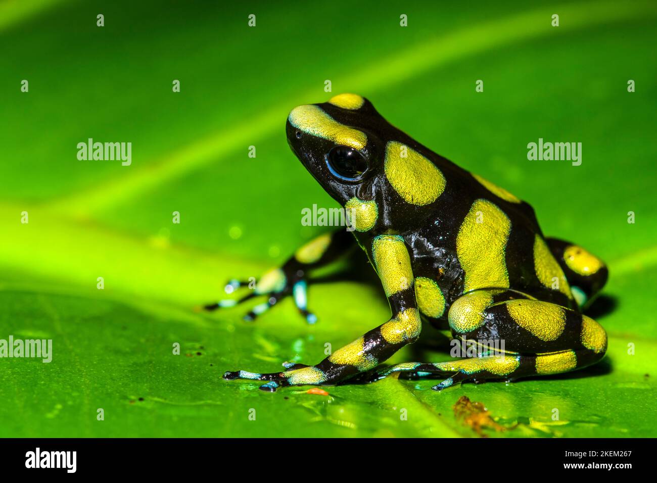 Dendrobates auratus "Colombian yellow", Captive raised, Understory ...
