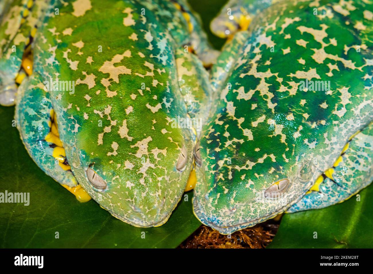 Fringed Leaf Frog (Cruziohyla craspedopus), Captive raised, Understory ...