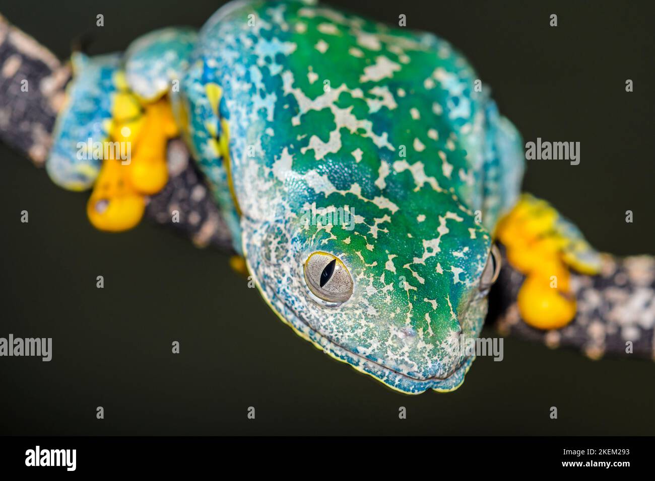 Fringed Leaf Frog (Cruziohyla craspedopus), Captive raised, Understory ...