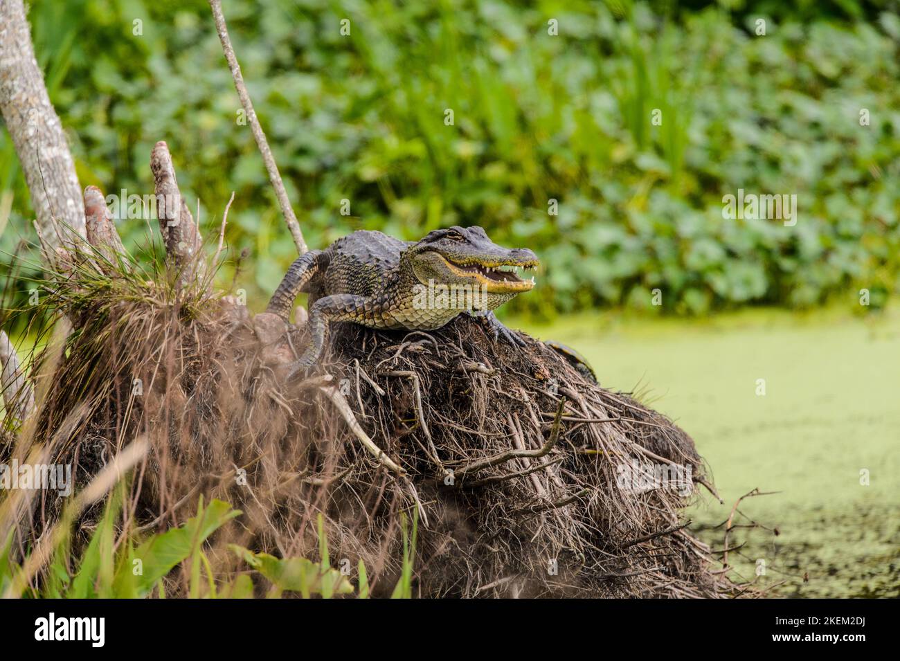 Basking alligator (Alligator mississipiensis), Jungle Gardens, Avery ...