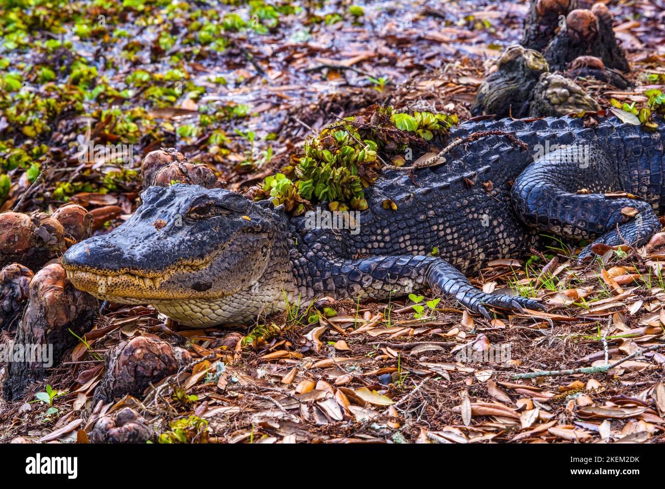 Basking American alligator (Alligator mississipiensis), Jungle Gardens ...