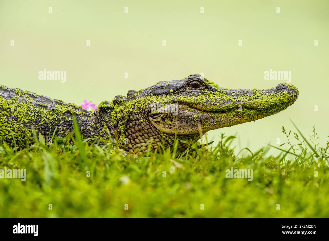 Loafing alligator (Alligator mississipiensis), Jungle Gardens, Avery ...