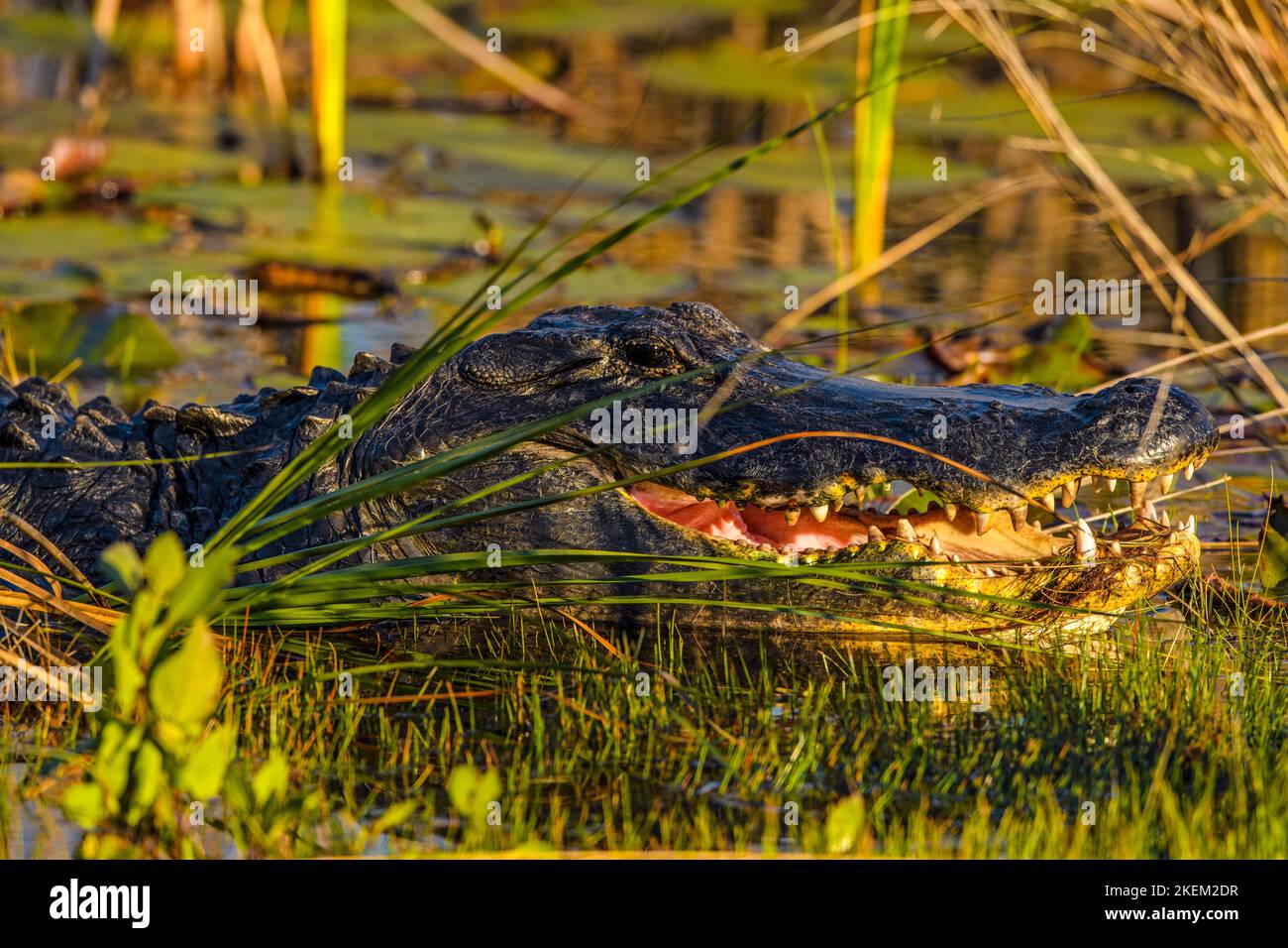 American alligator (Alligator mississipiensis) basking, St. Marks NWR ...