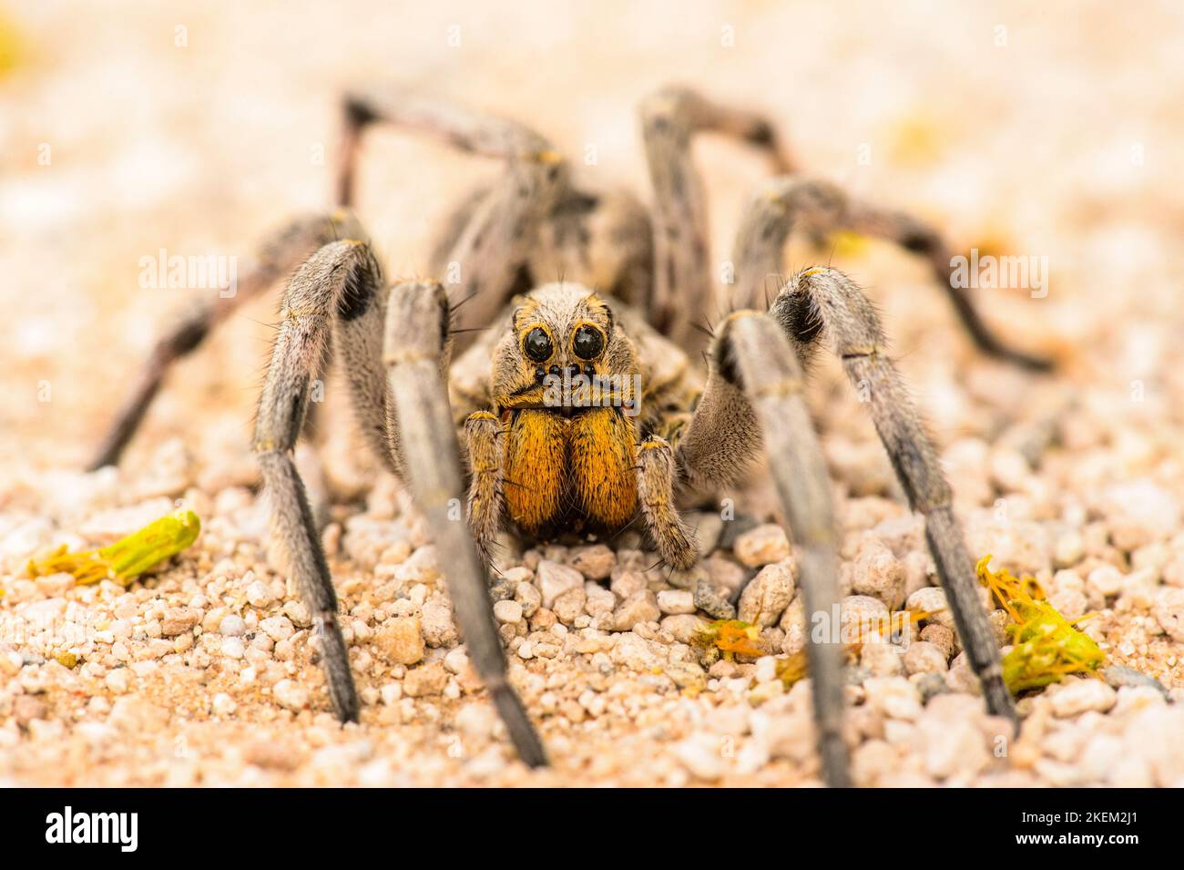 Texas wolf spider (Hogna carolinensis), Santa Clara ranch, Starr County ...