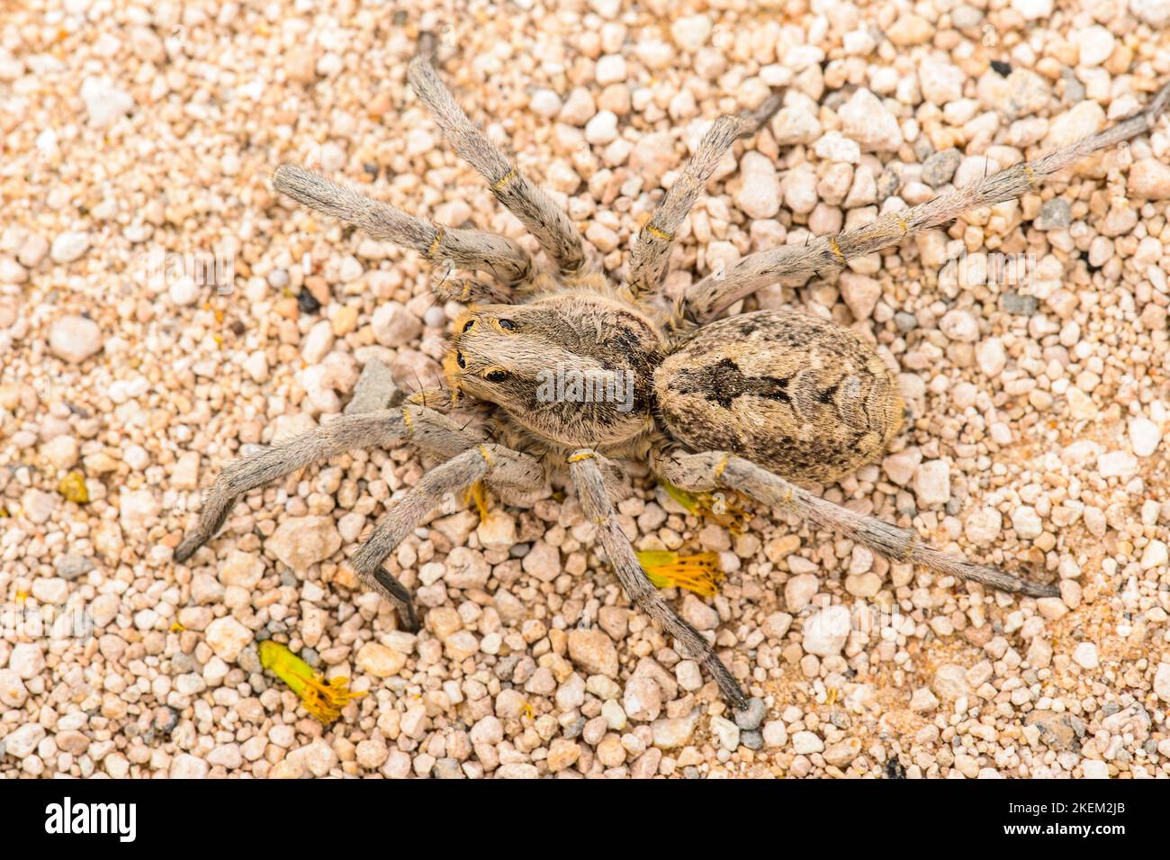 Texas wolf spider (Hogna carolinensis), Santa Clara ranch, Starr County ...