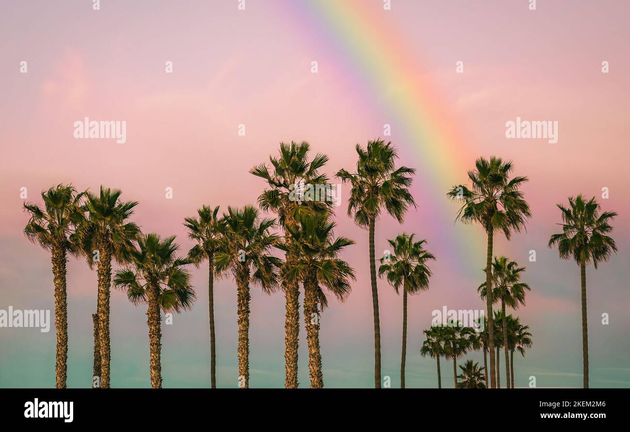 Tropical palm trees on beach, rainbow in sky Stock Photo - Alamy