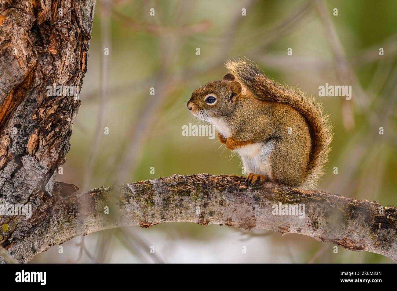 Red squirrel (Tamiasciurus hudsonicus) Foraging in a maple tree ...