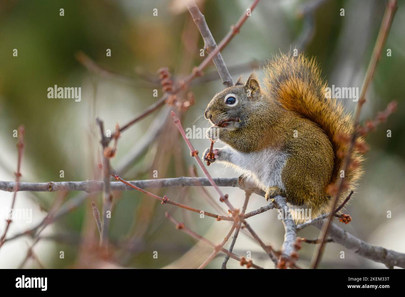 Red squirrel (Tamiasciurus hudsonicus) Foraging in a maple tree ...