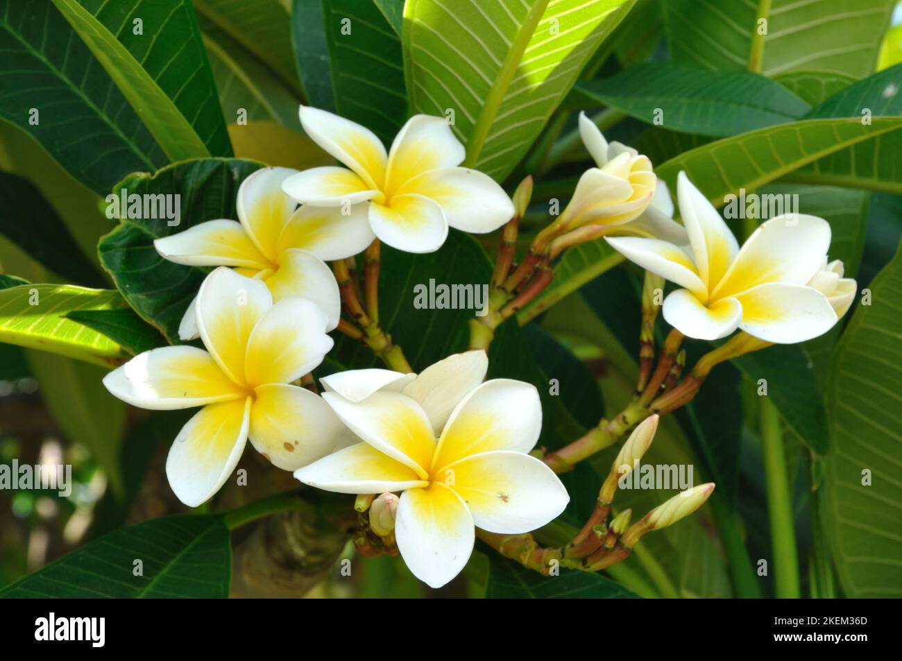 White frangipani tree, Fortaleza, Maputo, Mozambique Stock Photo - Alamy