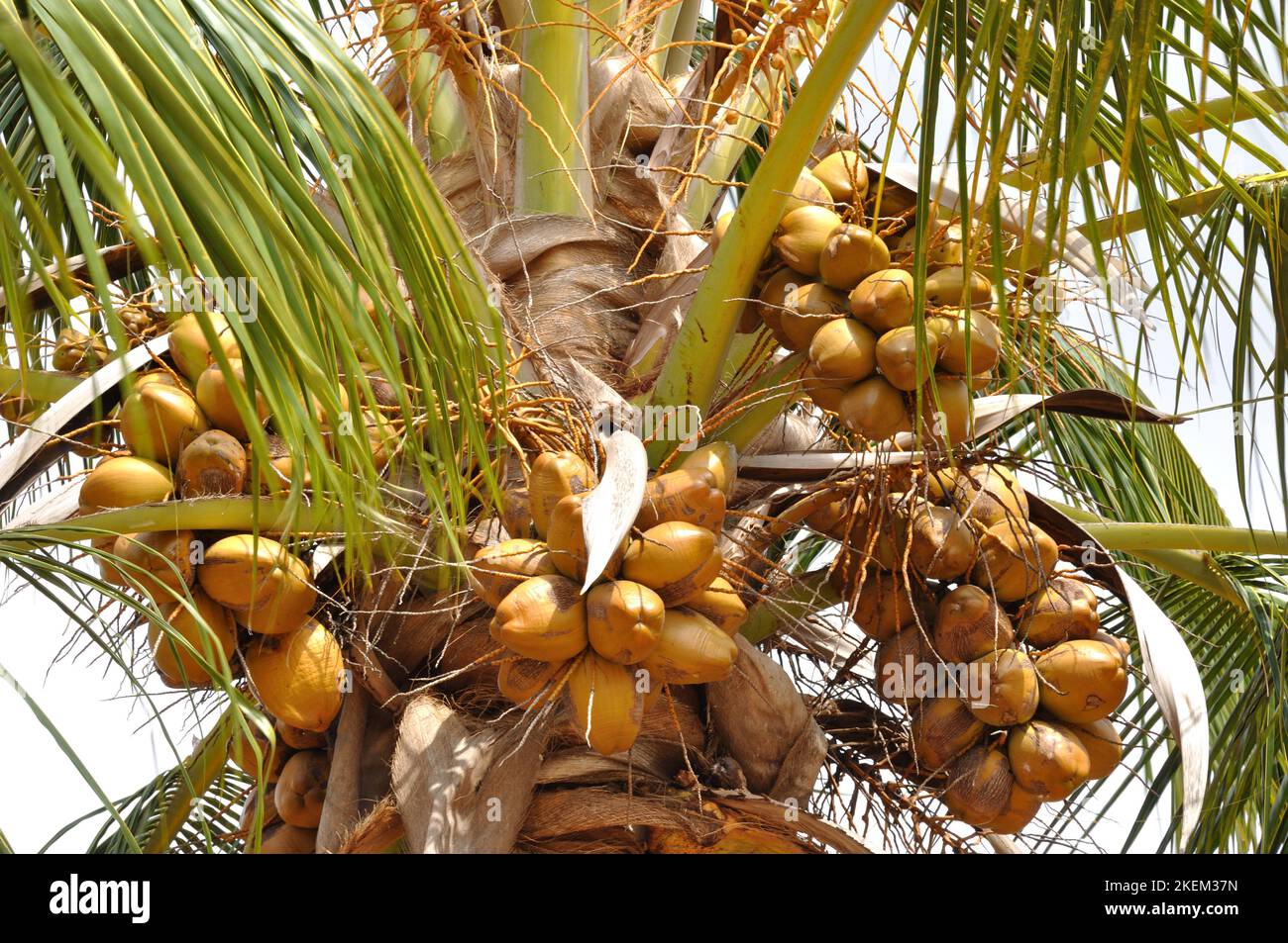 Coconuts on a coconut tree, Inhambane Province, Mozambique Stock Photo ...