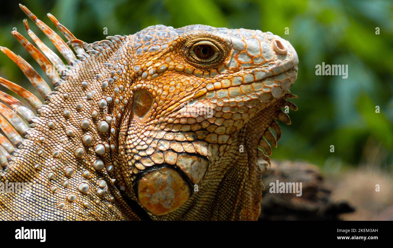 A closeup portrait of an orange Iguana's head at a national park in ...
