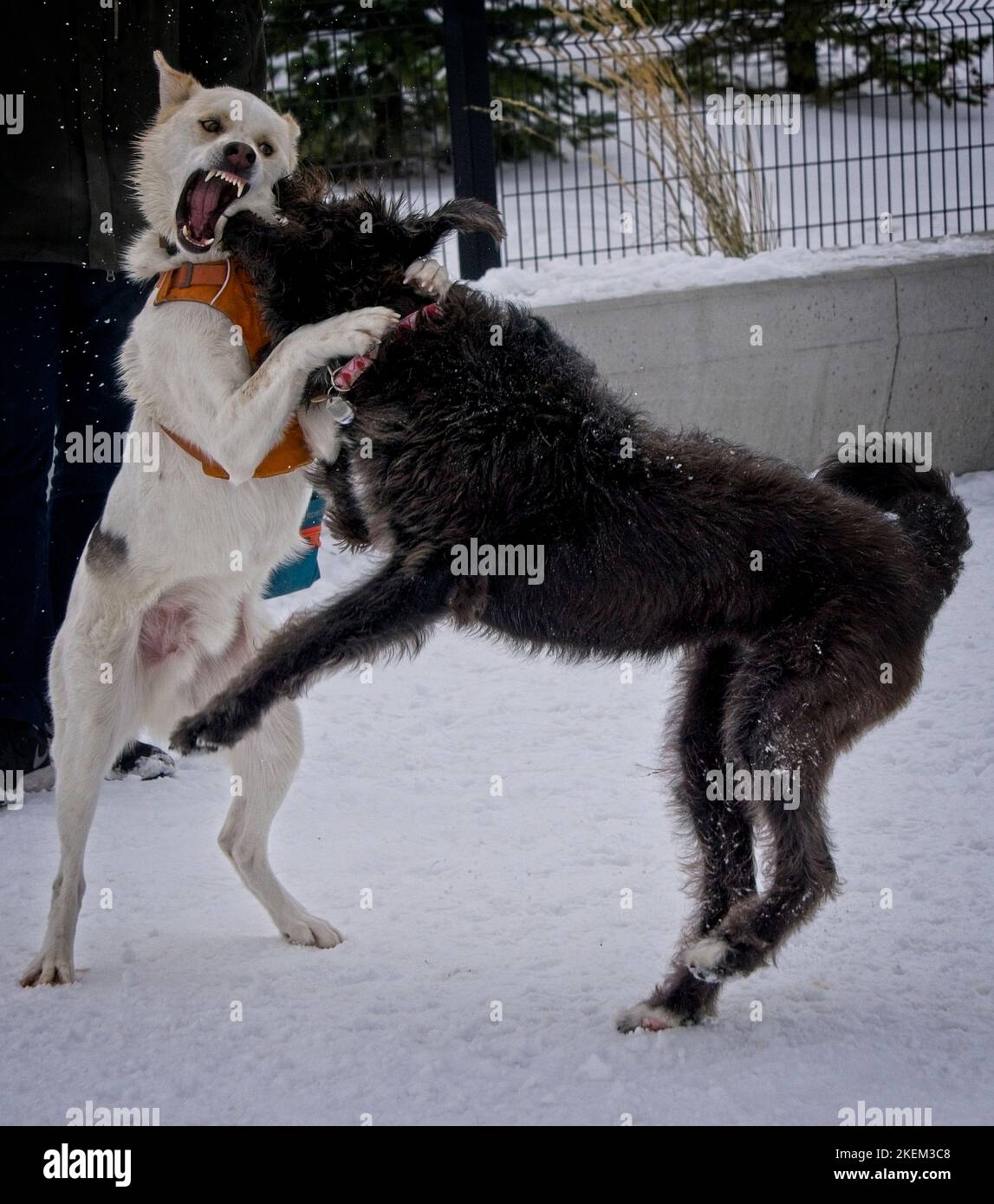 University dog park hi-res stock photography and images - Alamy