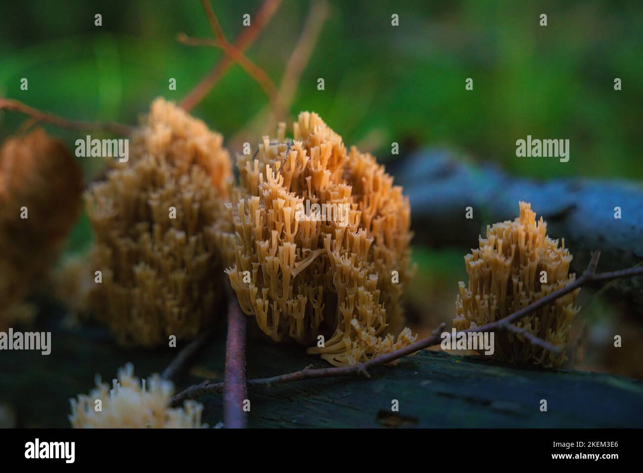 Coral fungus Ramaria aurea growing on a rotten tree in the forest ...