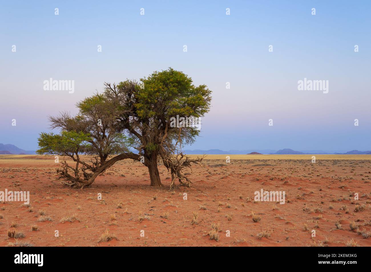 Dunes in the southern part of the Namib Desert in the Namib-Naukluft ...